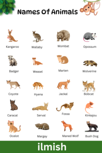 120 Names of Animals in English and their Pictures - ilmish