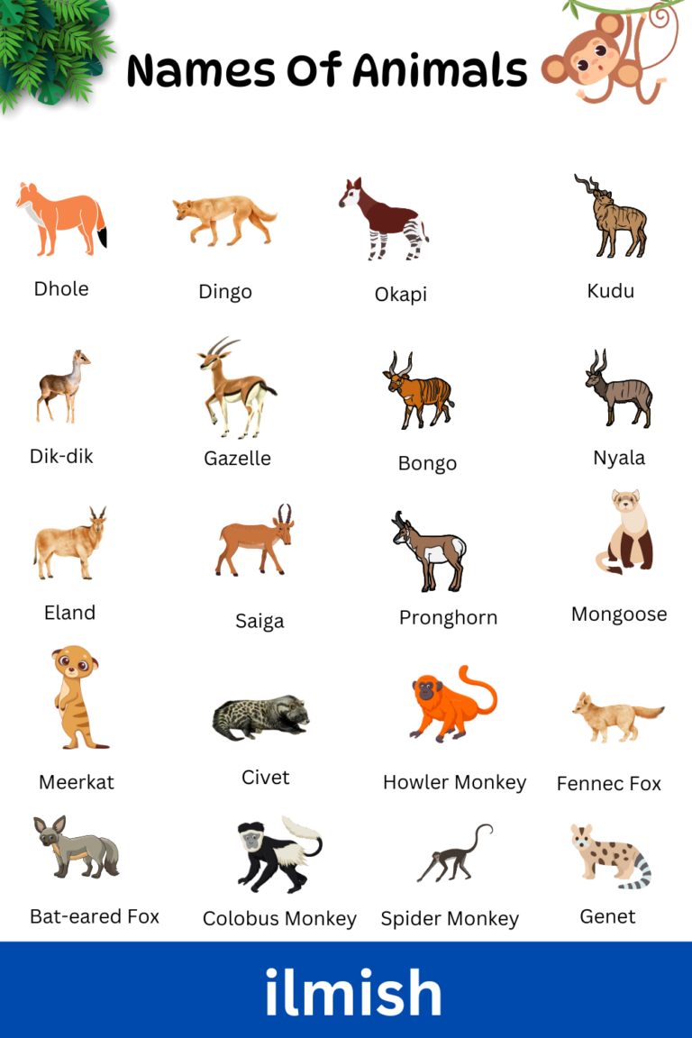 120 Names of Animals in English and their Pictures - ilmish