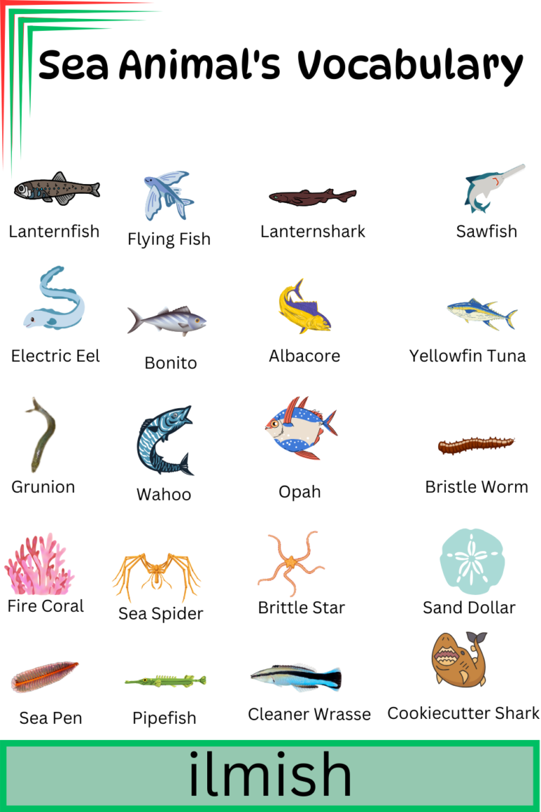 Names of Sea Animals Vocabulary in English with Pictures - ilmish