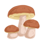 Types of Mushrooms Names in English and Pictures - ilmish