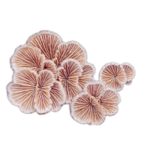 Types of Mushrooms Names in English and Pictures - ilmish