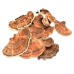 Types of Mushrooms Names in English and Pictures - ilmish