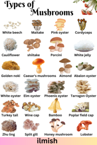 Types of Mushrooms Names in English and Pictures - ilmish