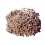 Types of Mushrooms Names in English and Pictures - ilmish