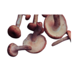 Types of Mushrooms Names in English and Pictures - ilmish