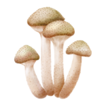 Types of Mushrooms Names in English and Pictures - ilmish