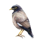 Birds Names in English and their Pictures - ilmish