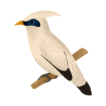 Birds Names in English and their Pictures - ilmish