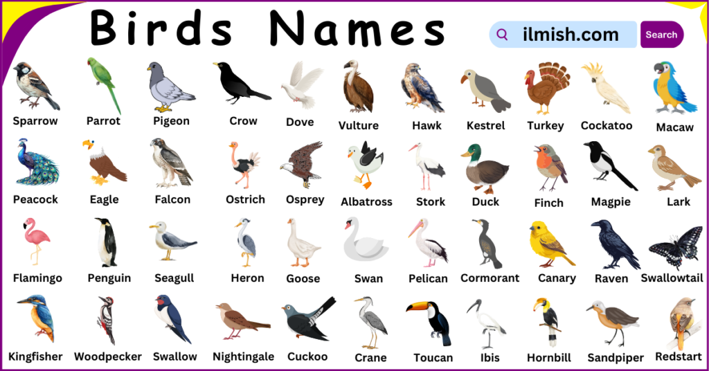 Birds Names in English and their Pictures - ilmish