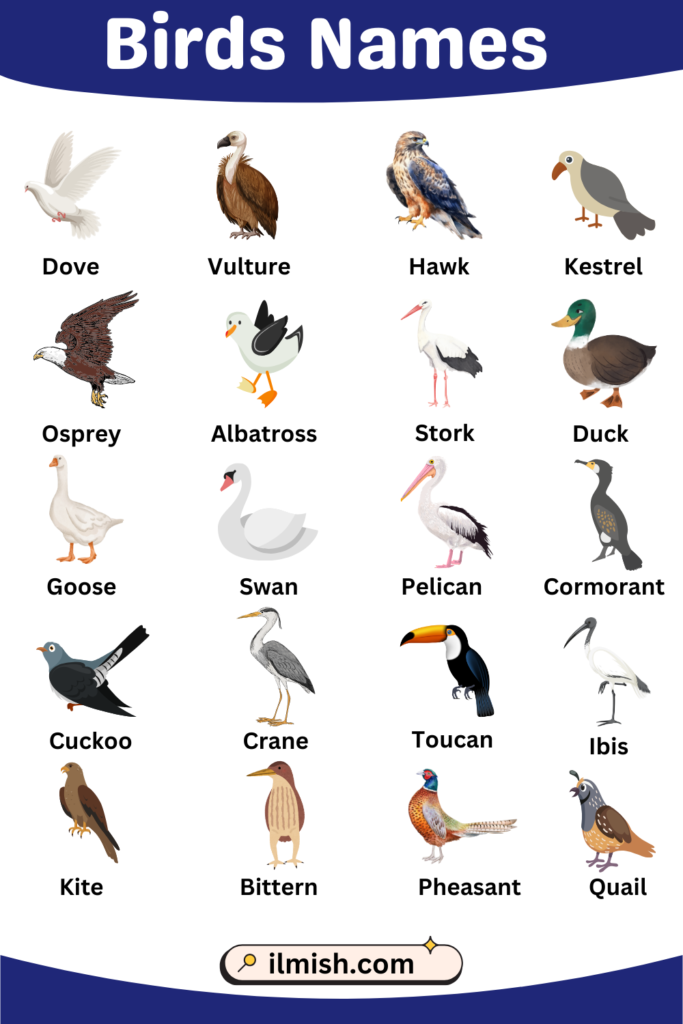 Birds Names in English and their Pictures - ilmish