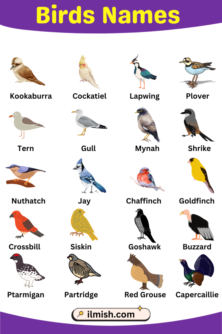 Birds Names in English and their Pictures - ilmish