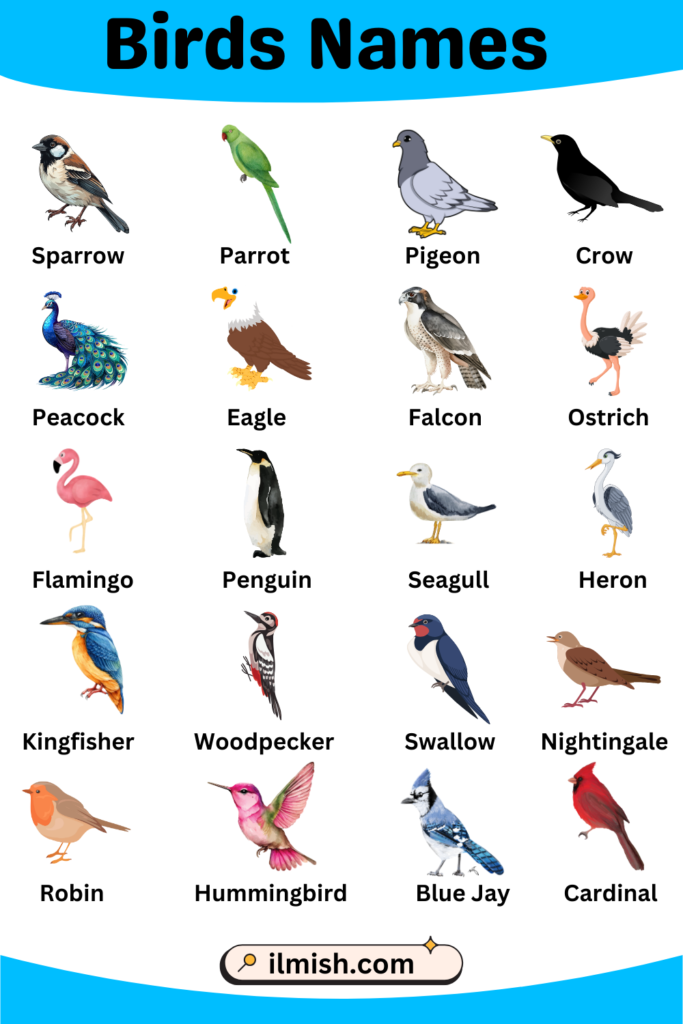 Birds Names in English and their Pictures - ilmish