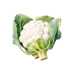 Different Vegetables Names in English and their Pictures - ilmish