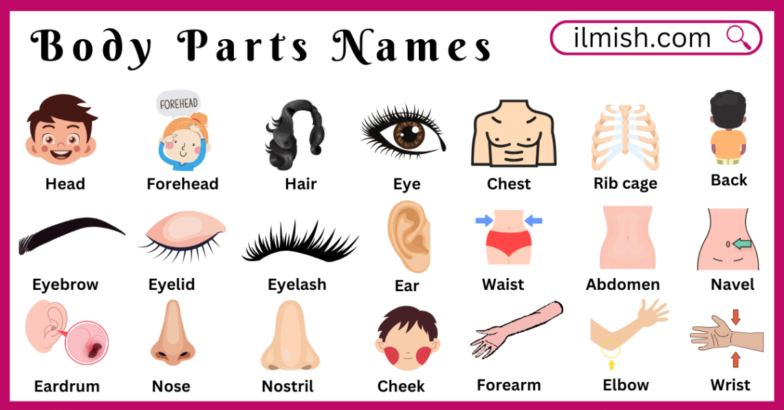 All Body Parts Names in English and their Pictures - ilmish