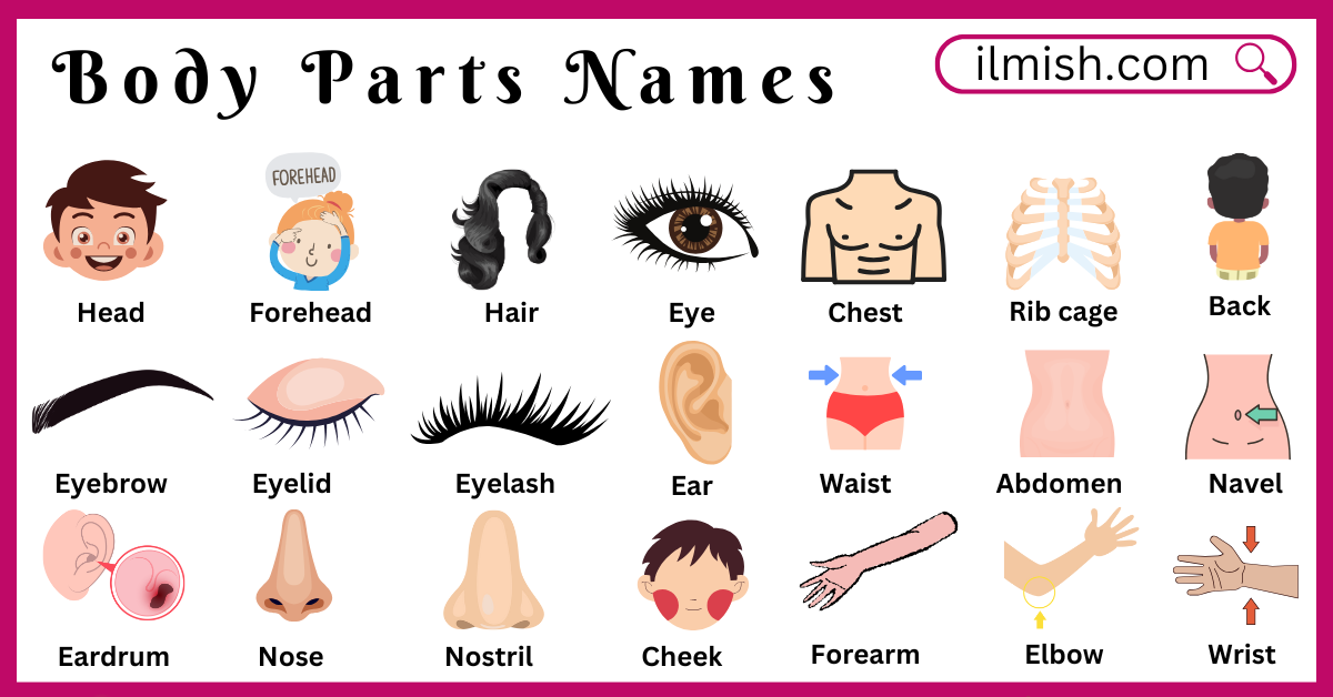 All Body Parts Names in English and their Pictures - ilmish