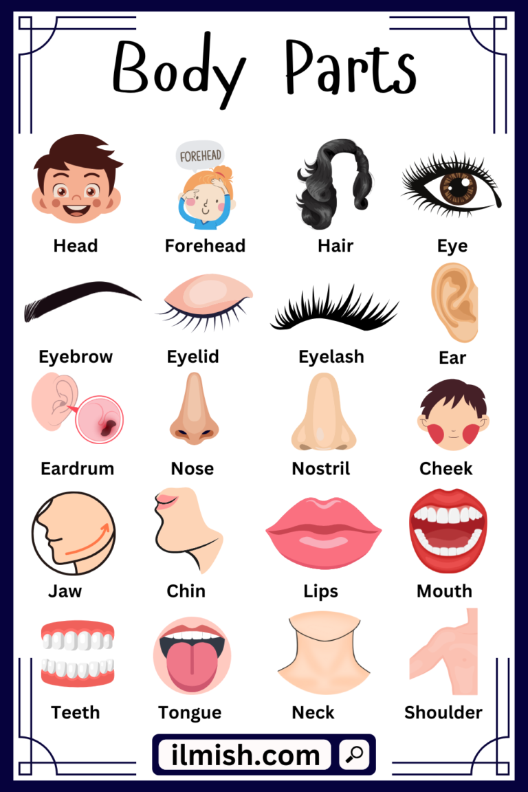 All Body Parts Names in English and their Pictures - ilmish