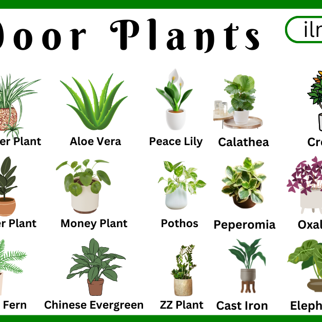 Plantae Examples With Names