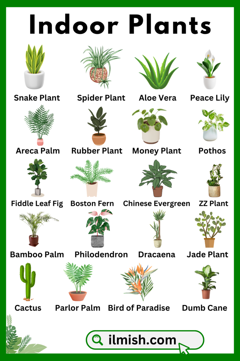 Indoor Plants Names in English with Their Pictures - ilmish