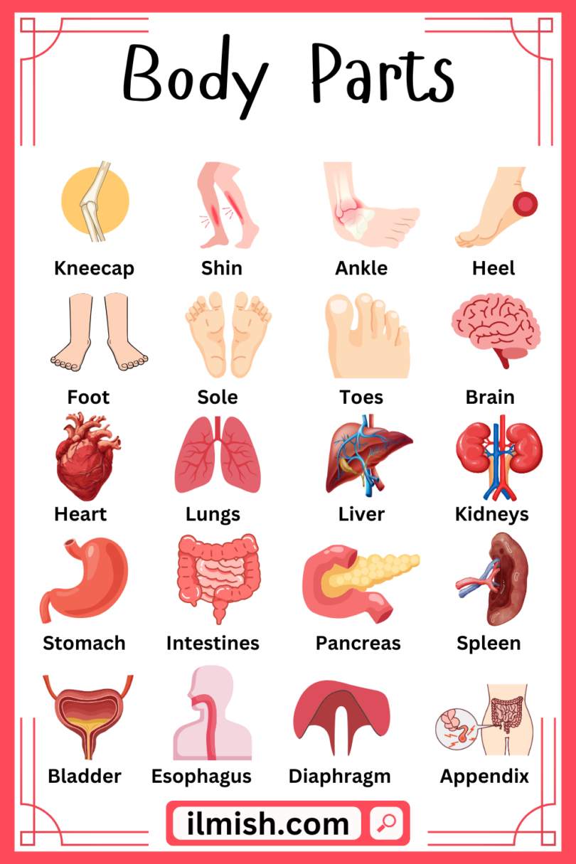 All Body Parts Names in English and their Pictures - ilmish