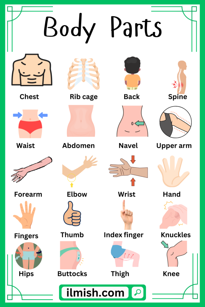 All Body Parts Names in English and their Pictures - ilmish