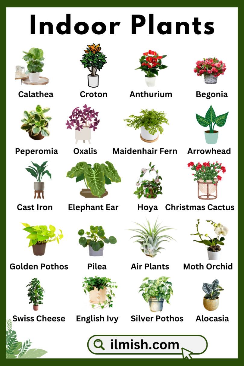 Indoor Plants Names in English with Their Pictures - ilmish