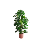 Indoor Plants Names in English with Their Pictures - ilmish