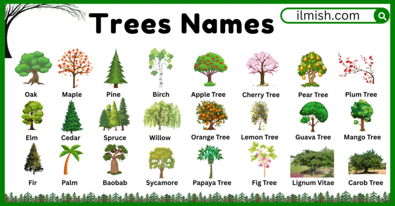 80 Trees Names in English and their Pictures - ilmish