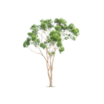 80 Trees Names in English and their Pictures - ilmish