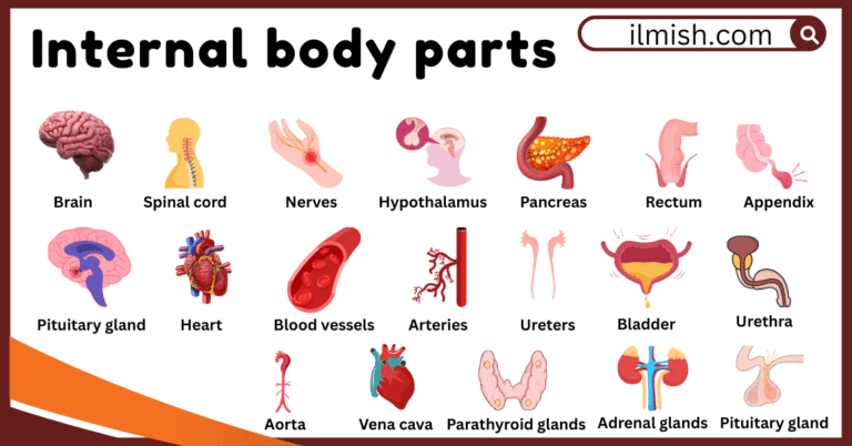 Types of Internal Body Parts Names with Pictures - ilmish