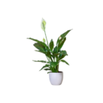 Names of Plants in English and Their Pictures - ilmish