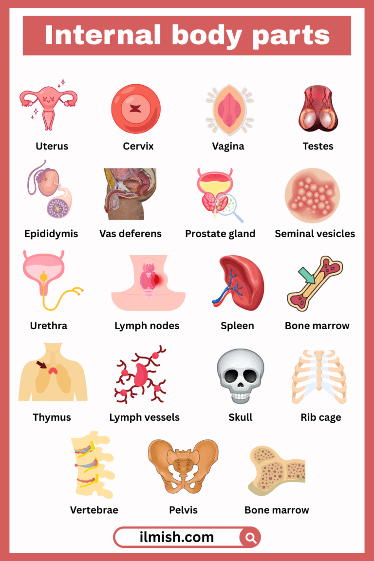 Types of Internal Body Parts Names with Pictures - ilmish