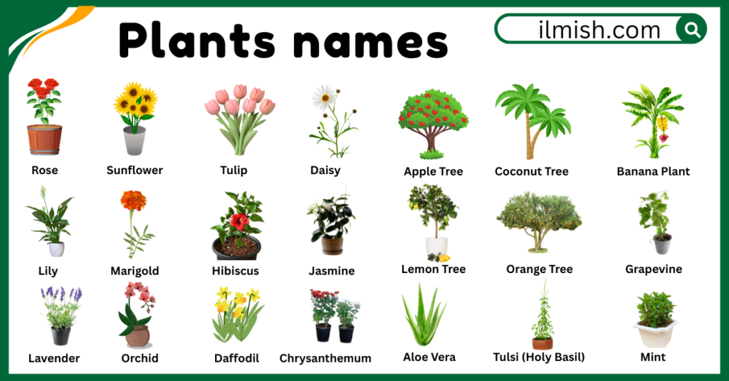 Names of Plants in English and Their Pictures - ilmish