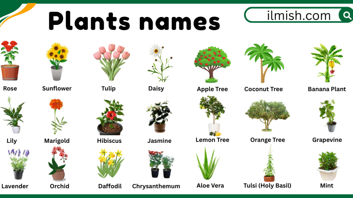 Different Types Of Plants With Pictures And Names In India - Infoupdate.org