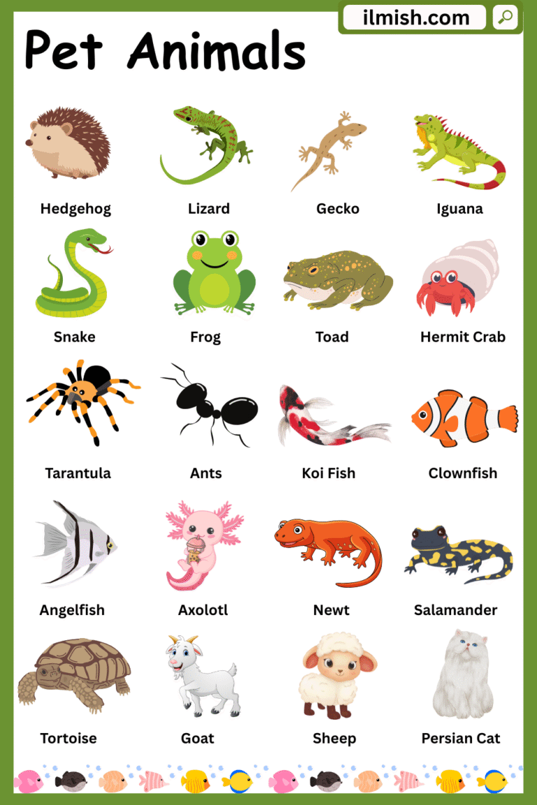 Names of Pet animals in English and their Pictures - ilmish