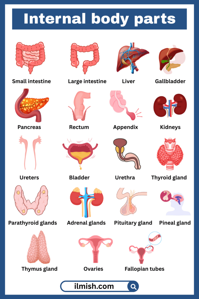 Types of Internal Body Parts Names with Pictures - ilmish