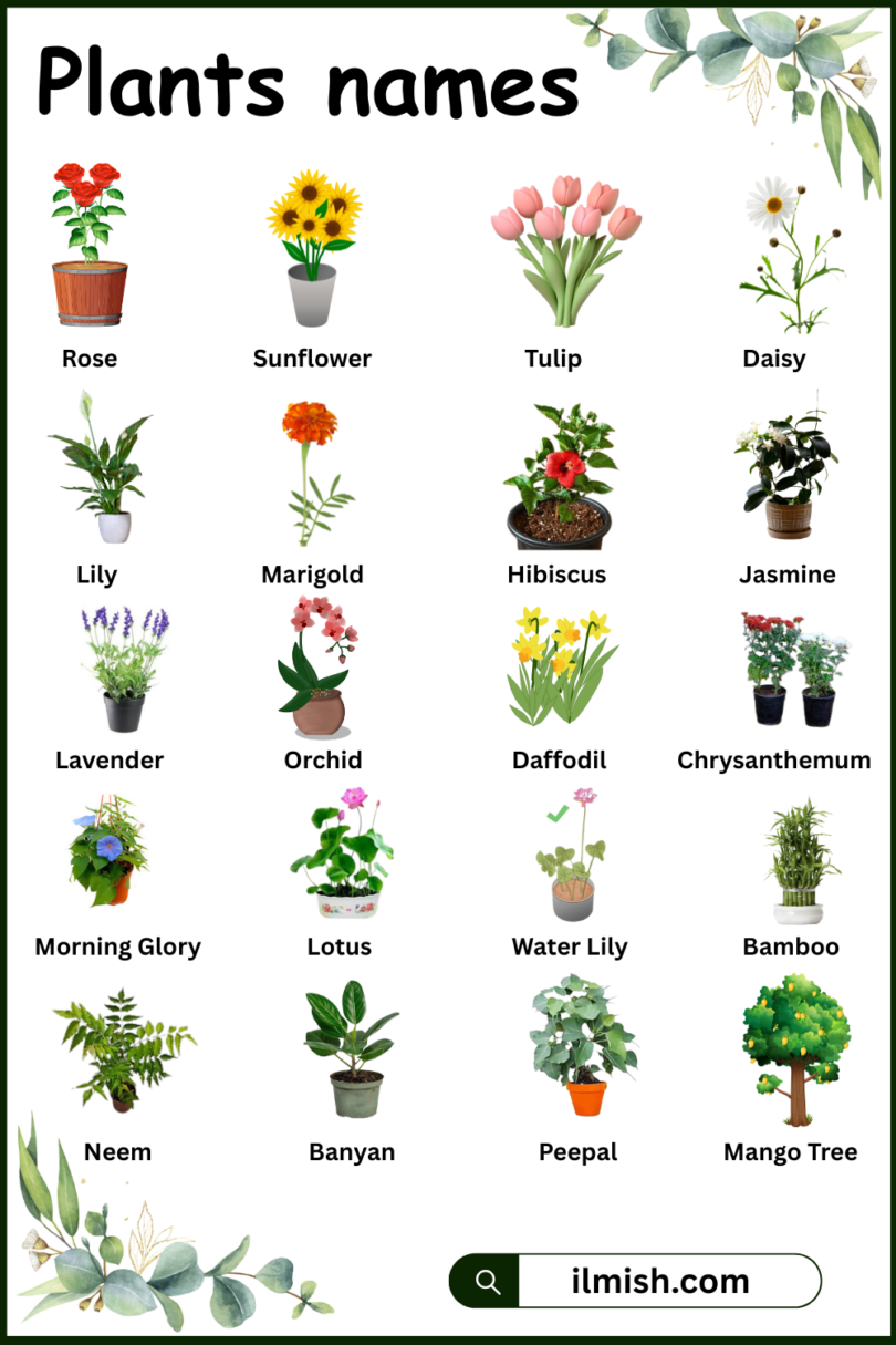 Names of Plants in English and Their Pictures - ilmish