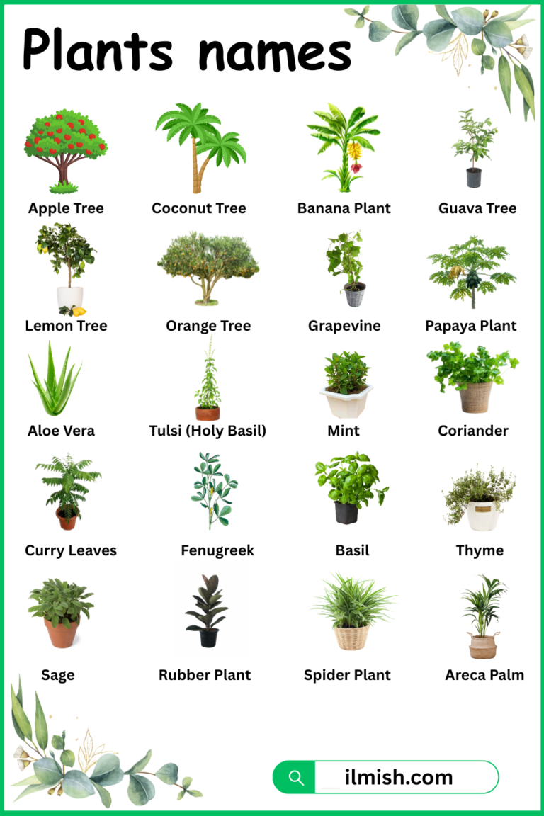 Names of Plants in English and Their Pictures - ilmish