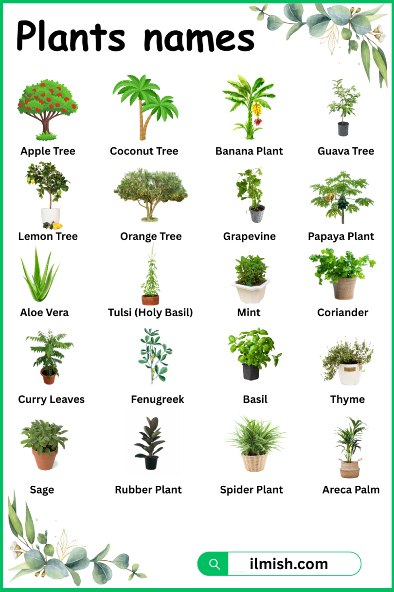 Names of Plants in English and Their Pictures - ilmish