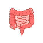 Types of Internal Body Parts Names with Pictures - ilmish