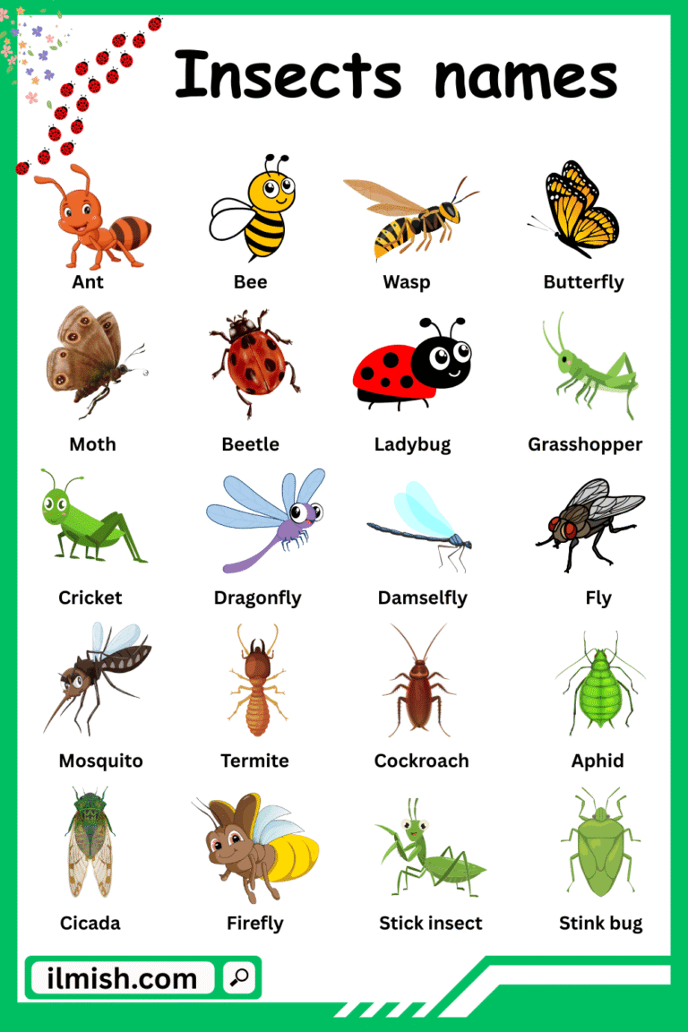 Names of Insects in English with Their Pictures - ilmish
