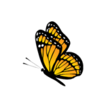 Names of Insects in English with Their Pictures - ilmish