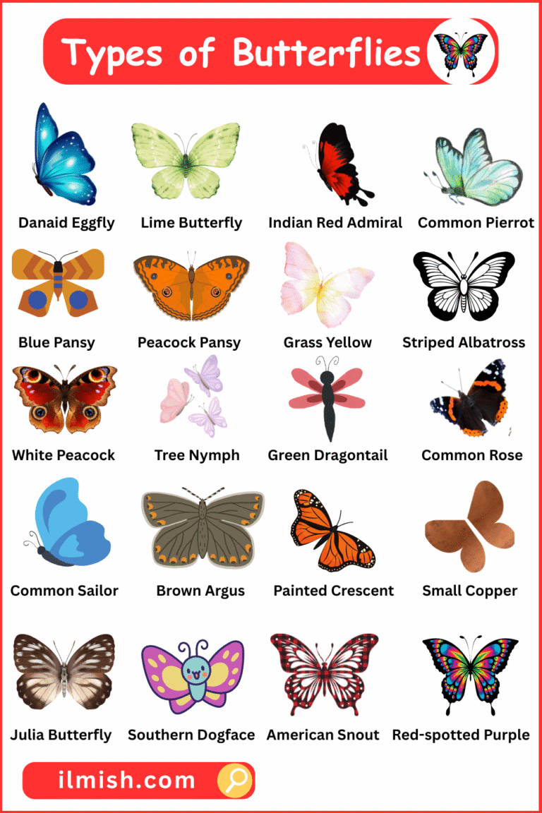 Types of Butterflies Names in English with Their Pictures - ilmish