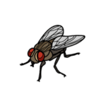 Names of Insects in English with Their Pictures - ilmish