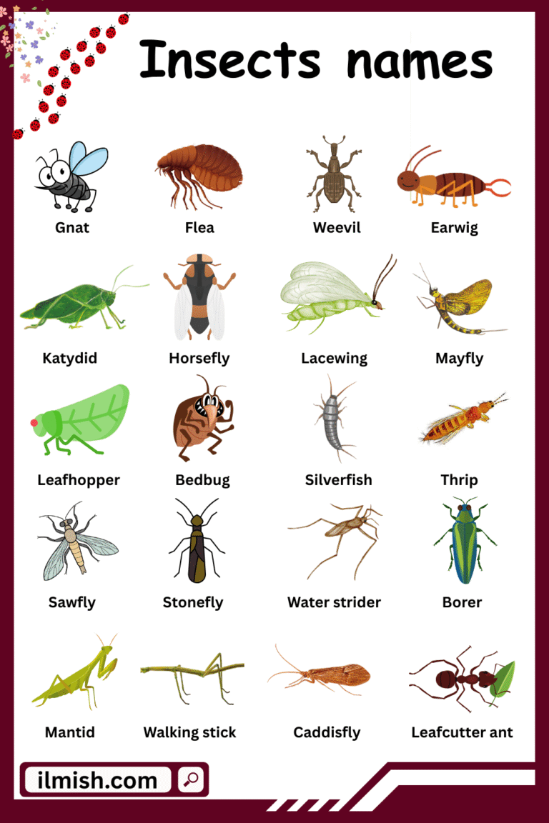 Names of Insects in English with Their Pictures - ilmish