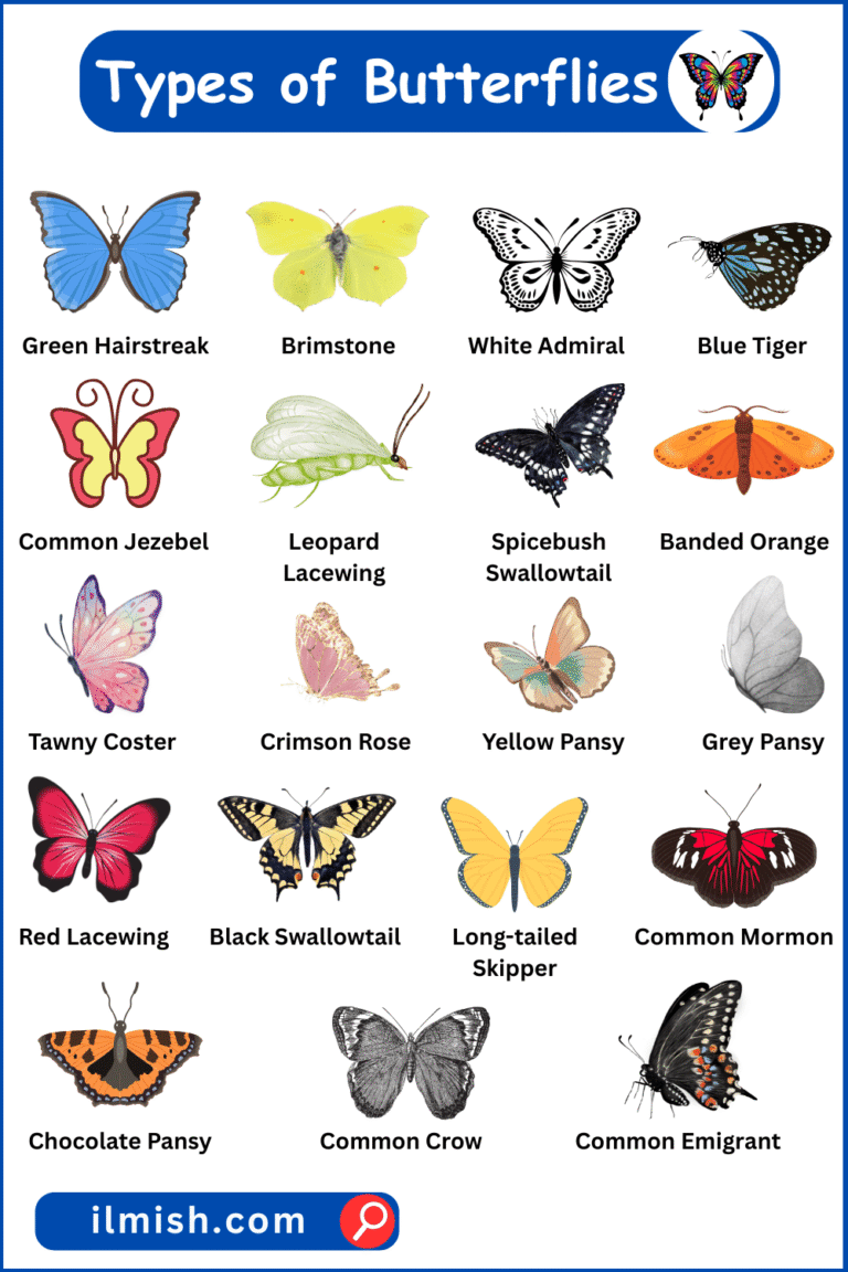 Types of Butterflies Names in English with Their Pictures - ilmish