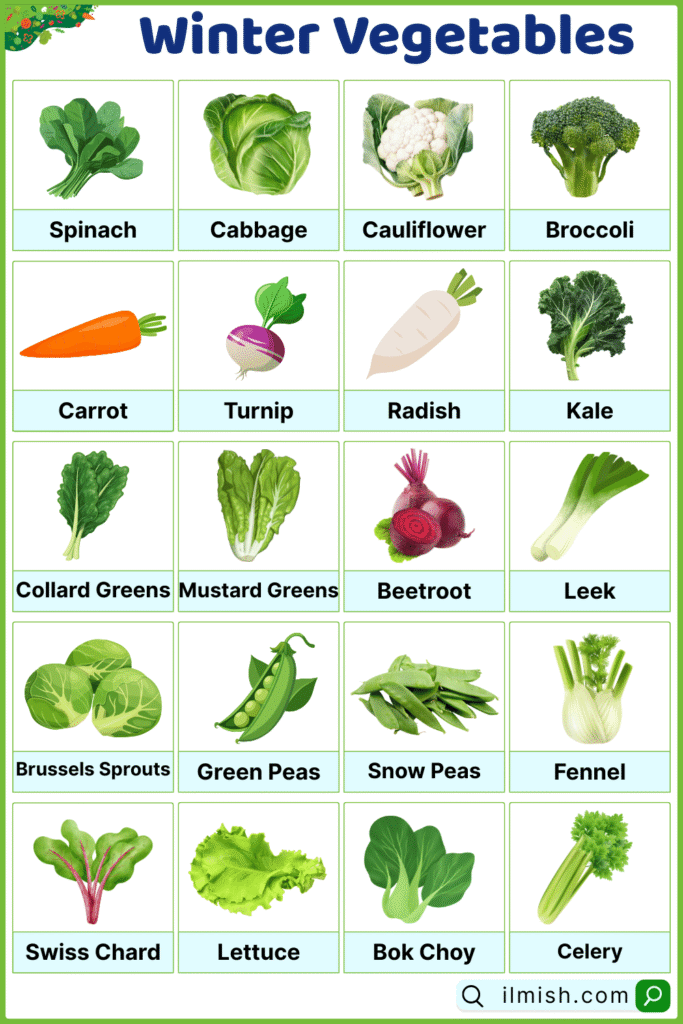 60 Names of Winter Vegetables in English with Their Pictures - ilmish