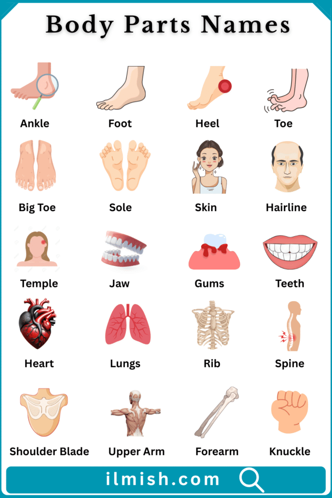 Body Parts Names for Kids in English with Pictures - ilmish