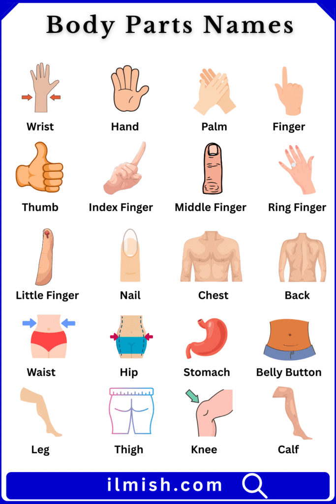 Body Parts Names for Kids in English with Pictures - ilmish
