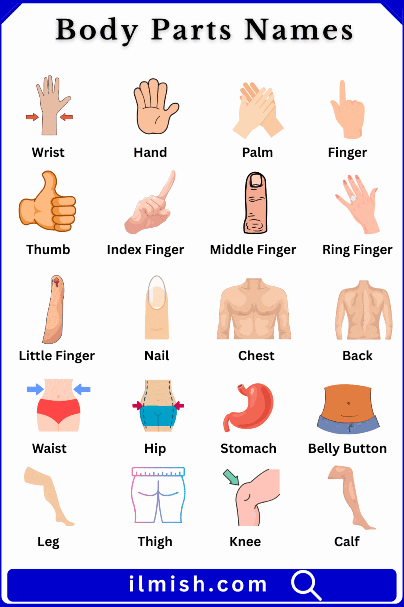 Body Parts Names for Kids in English with Pictures - ilmish