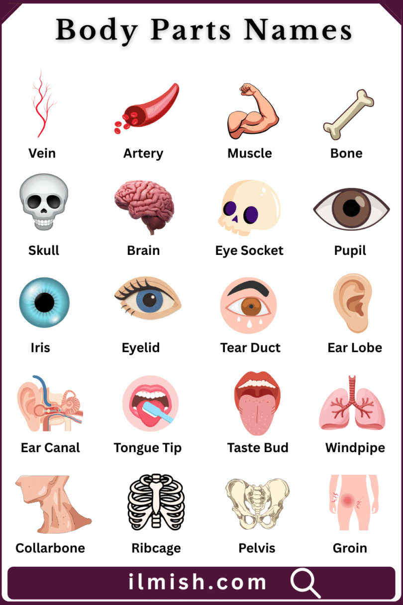 Body Parts Names for Kids in English with Pictures - ilmish
